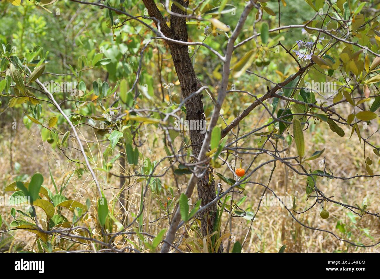Bioma cerrado immagini e fotografie stock ad alta risoluzione - Alamy