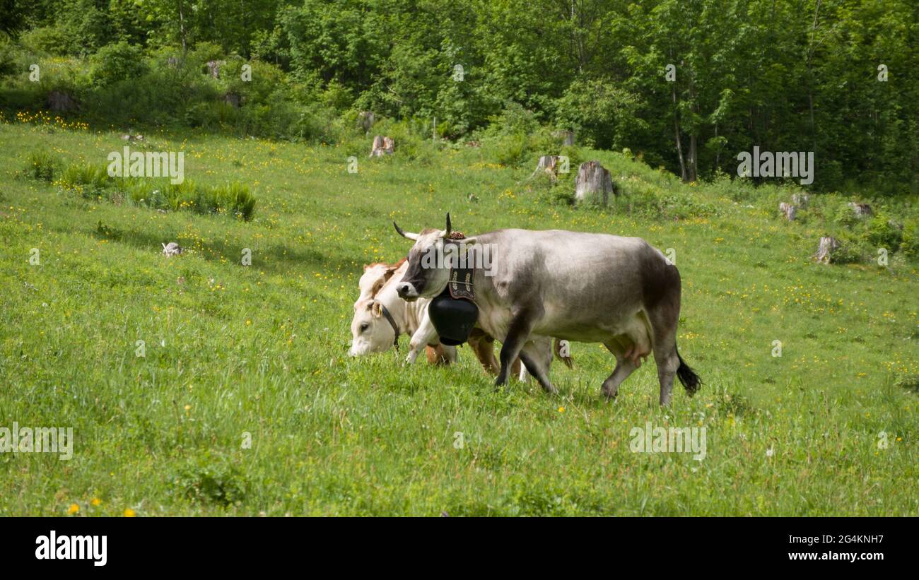 Mucche al pascolo alpino immagini e fotografie stock ad alta ...