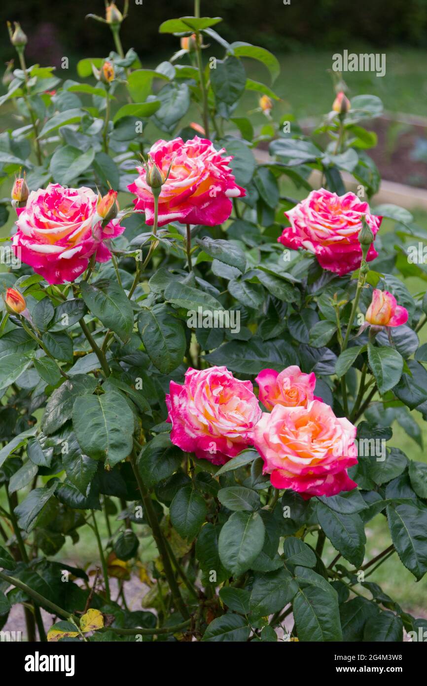 Rosa rossa crema immagini e fotografie stock ad alta risoluzione - Alamy