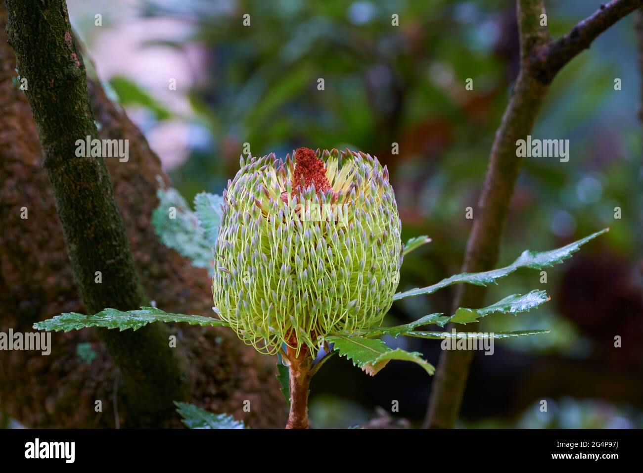 Wallum banksia immagini e fotografie stock ad alta risoluzione - Alamy