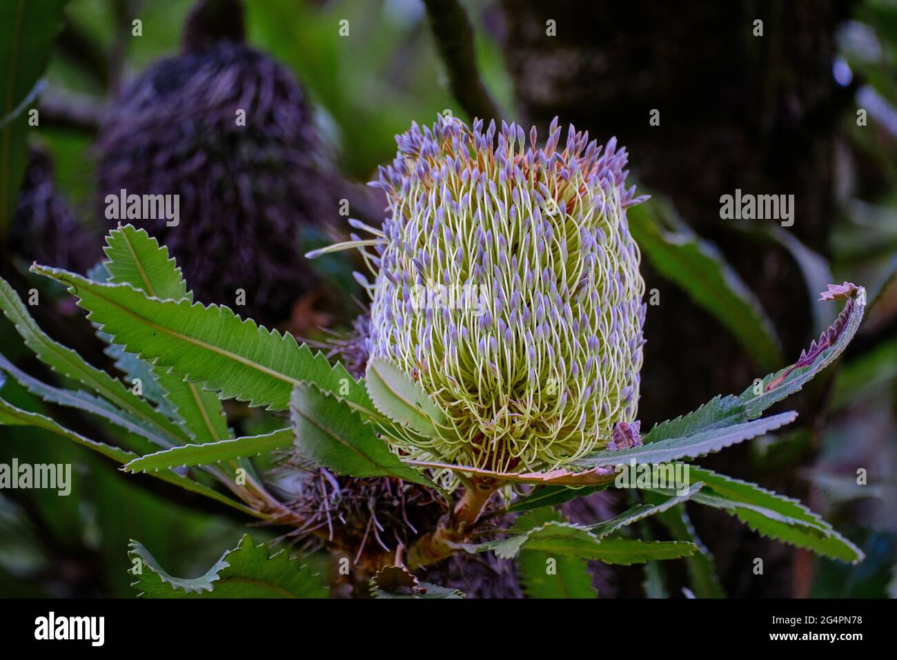 Wallum banksia immagini e fotografie stock ad alta risoluzione - Alamy