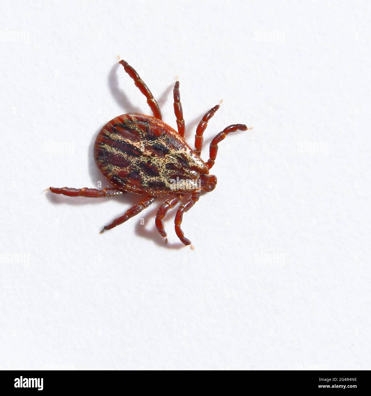 Spunta rossa immagini e fotografie stock ad alta risoluzione - Alamy