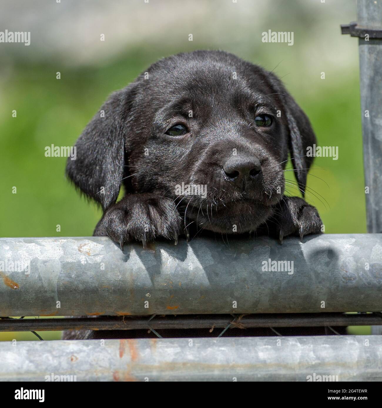 Cucciolo curioso che guarda nella telecamera immagini e fotografie ...