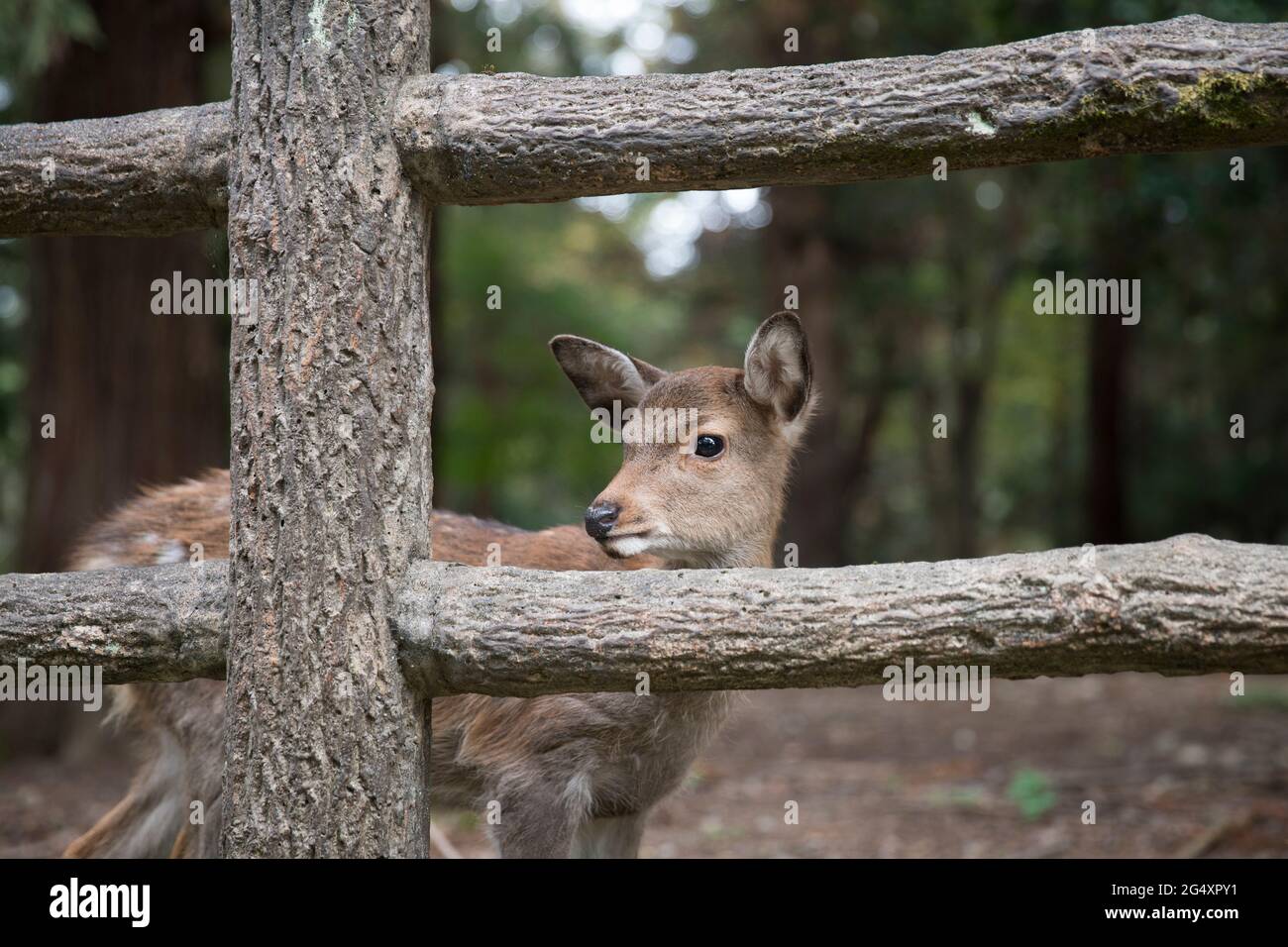 Nara park in japan immagini e fotografie stock ad alta risoluzione - Alamy