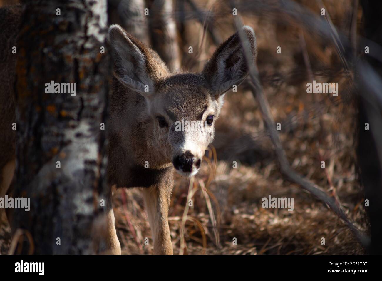 Sfondo cervo immagini e fotografie stock ad alta risoluzione - Alamy