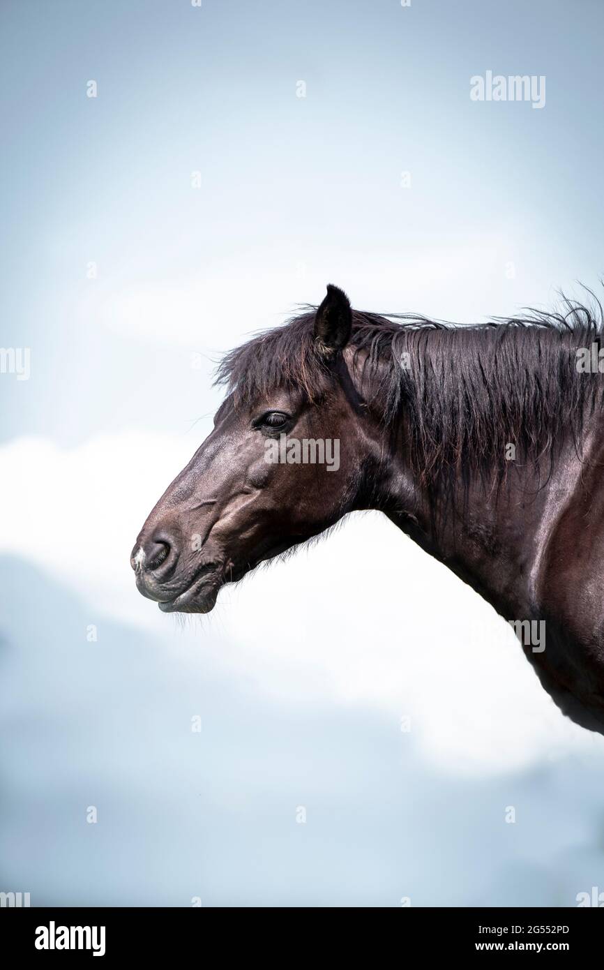 Testa di cavallo profilo immagini e fotografie stock ad alta ...
