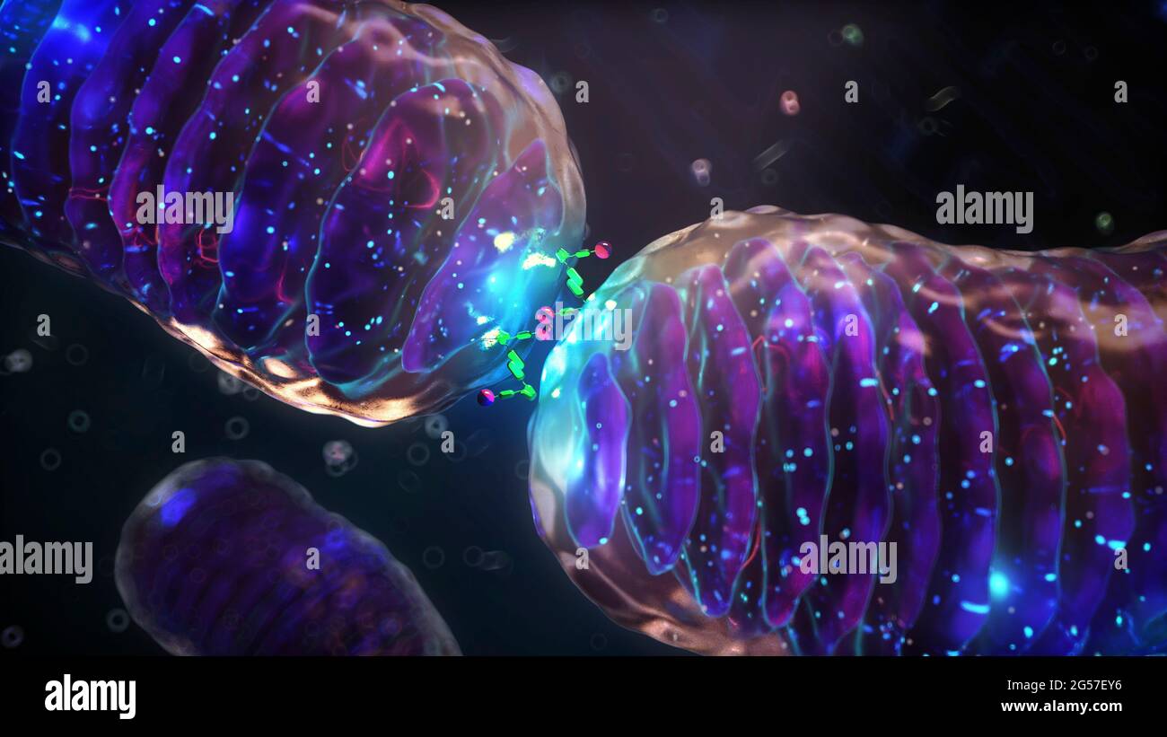 Membrana mitocondriale esterna immagini e fotografie stock ad alta ...