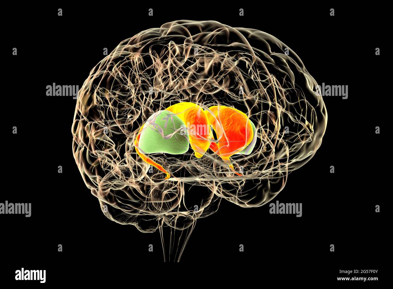 Brain coronal section immagini e fotografie stock ad alta risoluzione ...