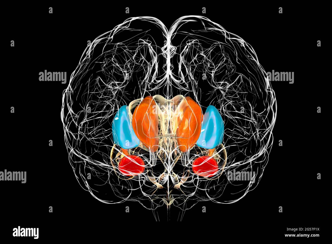 Brain coronal section immagini e fotografie stock ad alta risoluzione ...