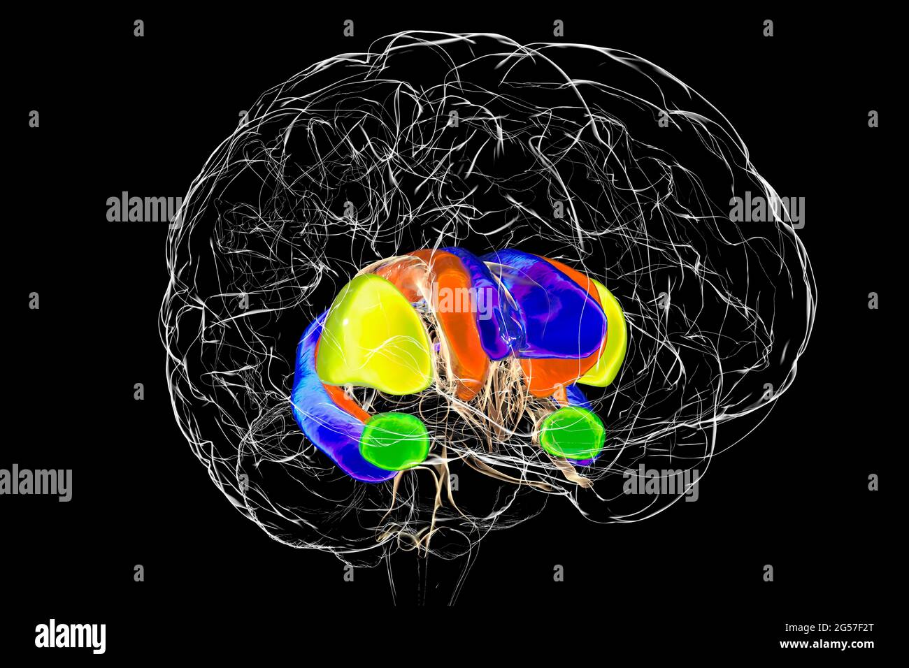 Brain coronal section immagini e fotografie stock ad alta risoluzione ...