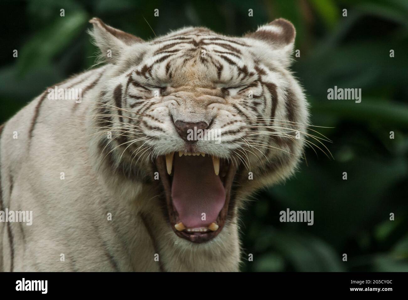Tigri bianche tigri habitat immagini e fotografie stock ad alta ...