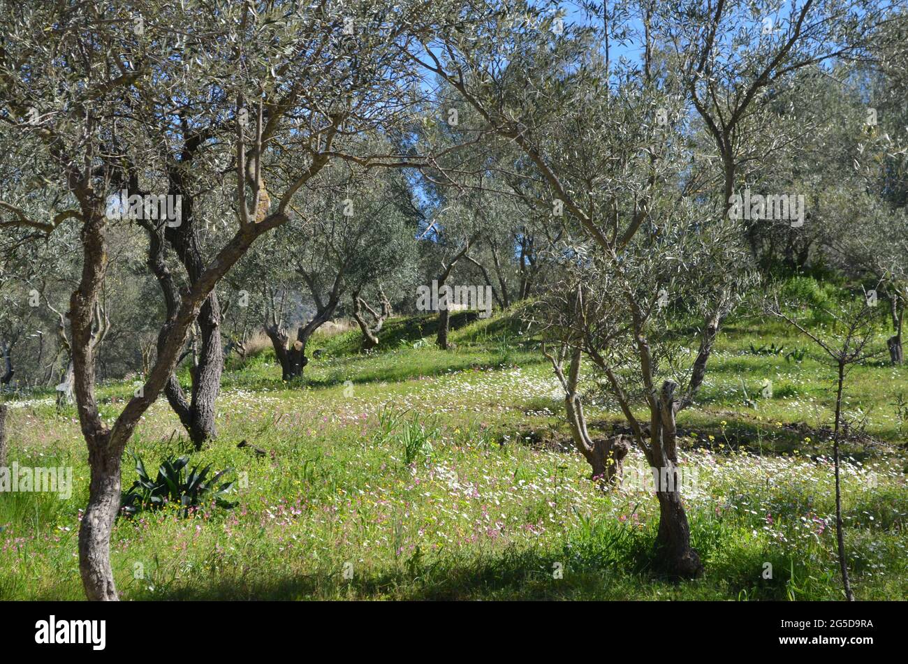 L'antica grecia ora immagini e fotografie stock ad alta risoluzione - Alamy