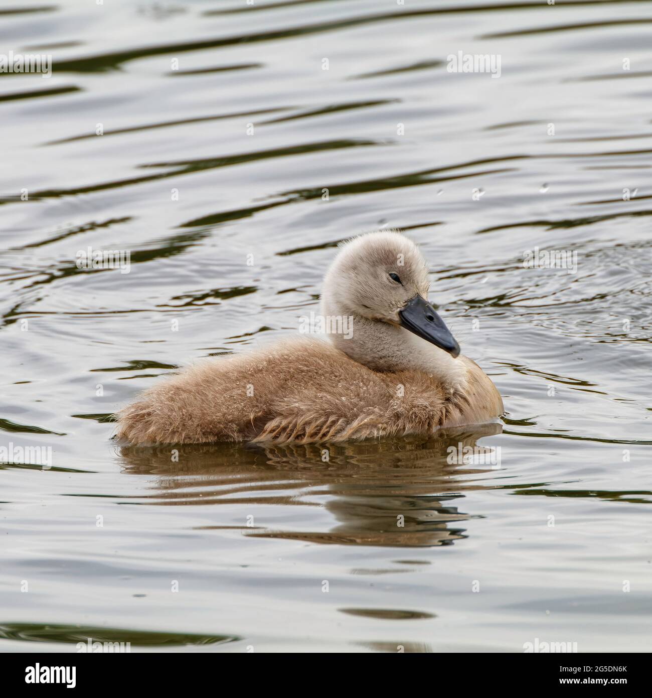 Natura del lago di backwell immagini e fotografie stock ad alta ...