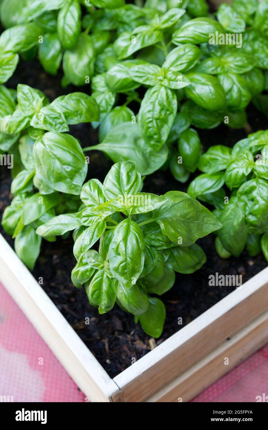 Piante di basilico verde immagini e fotografie stock ad alta ...