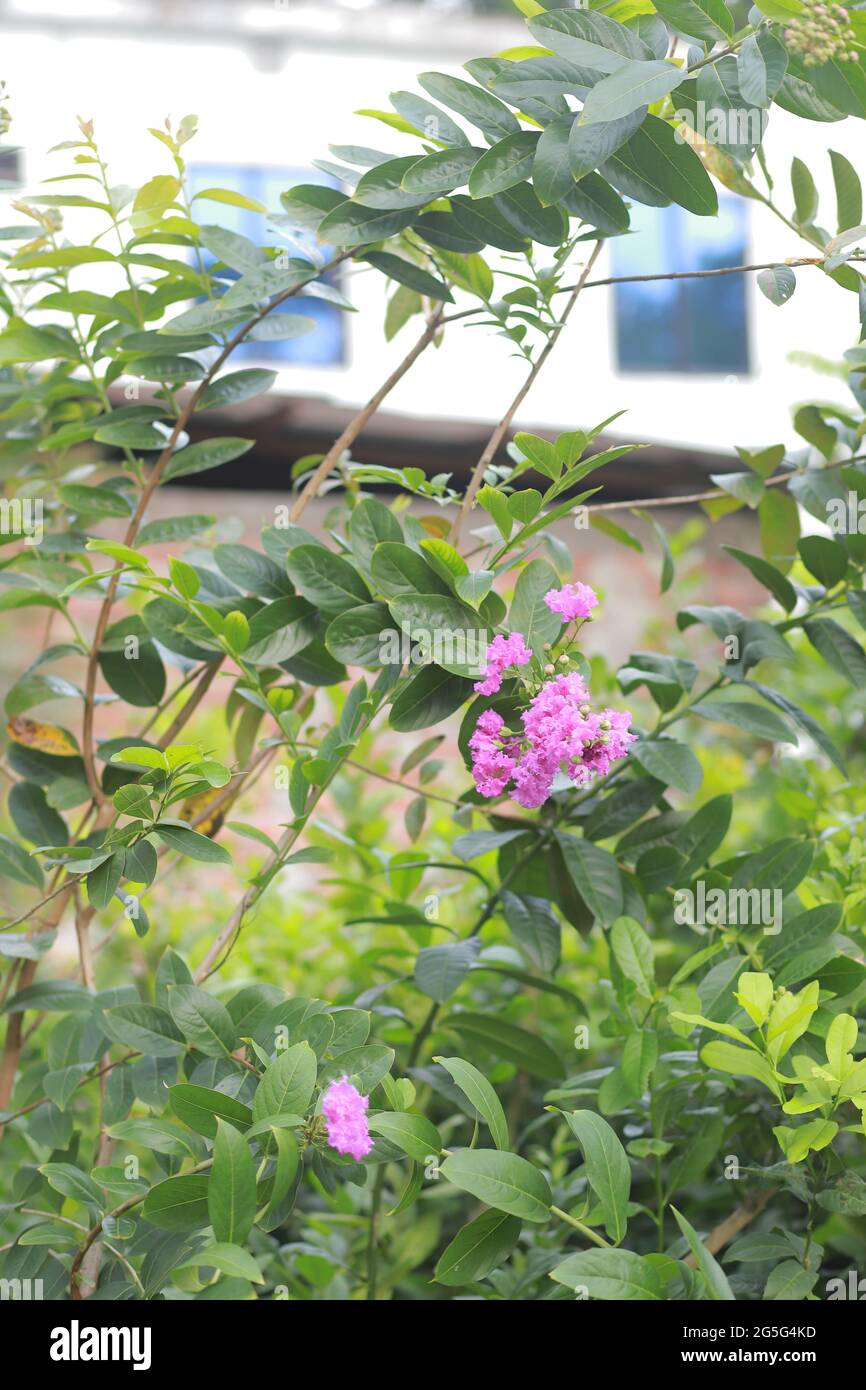 Fiore della pianta di banaba immagini e fotografie stock ad alta ...
