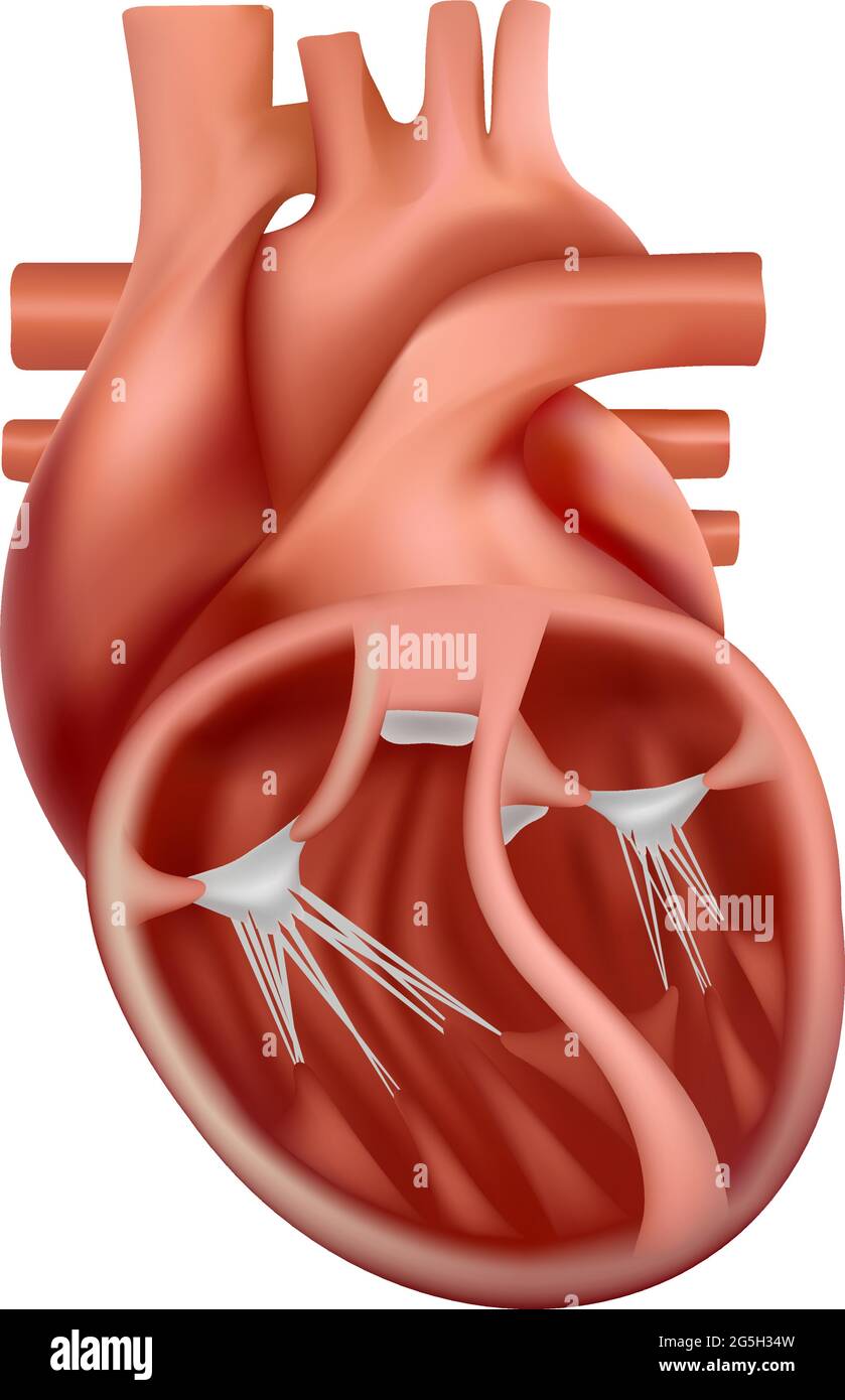Anatomia Del Cuore Umano 3d Il Rendering 3D Del Cuore Umano E Toracica
