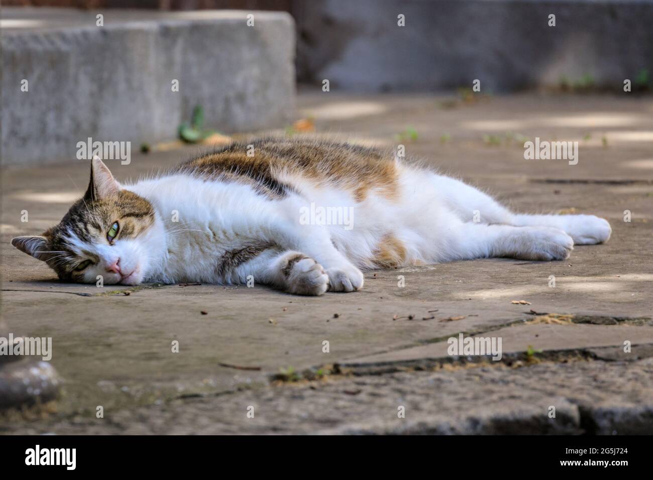 Il gatto larry guarda immagini e fotografie stock ad alta risoluzione ...