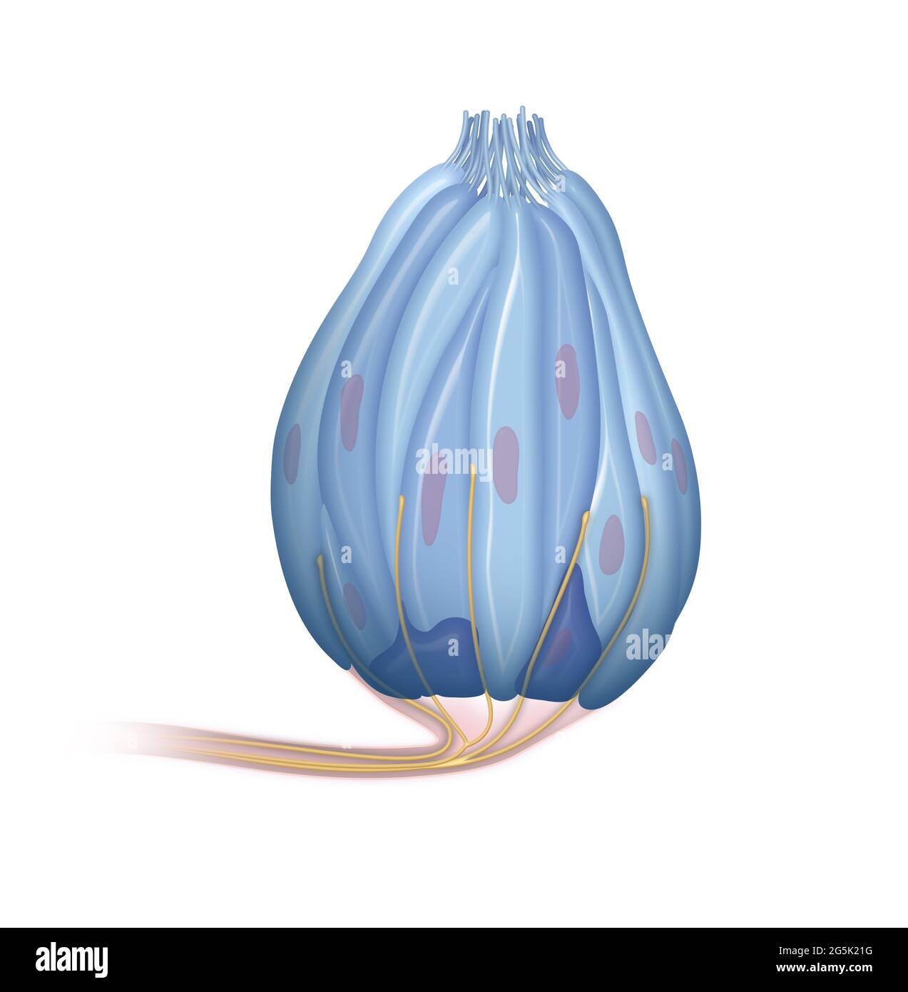 Anatomia delle papille gustative immagini e fotografie stock ad alta ...