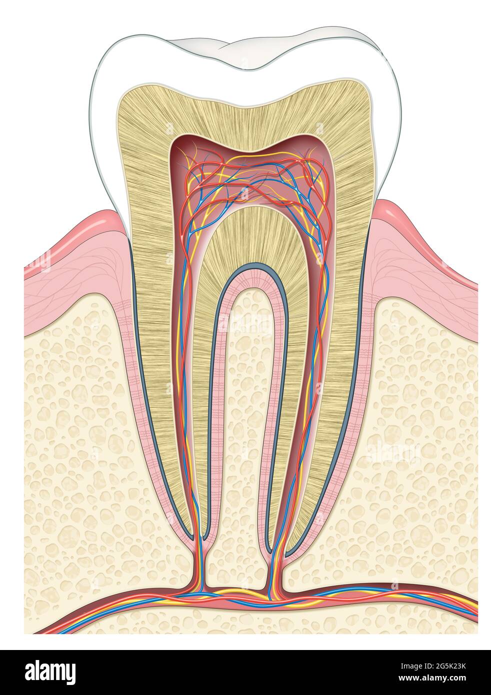Infografia dentale dell'anatomia del dente Foto stock - Alamy