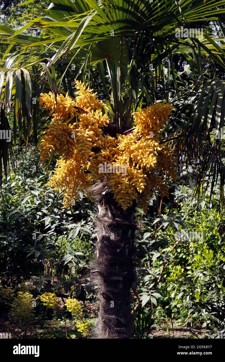 Palma trachycarpus fortunei chusan immagini e fotografie stock ad alta ...