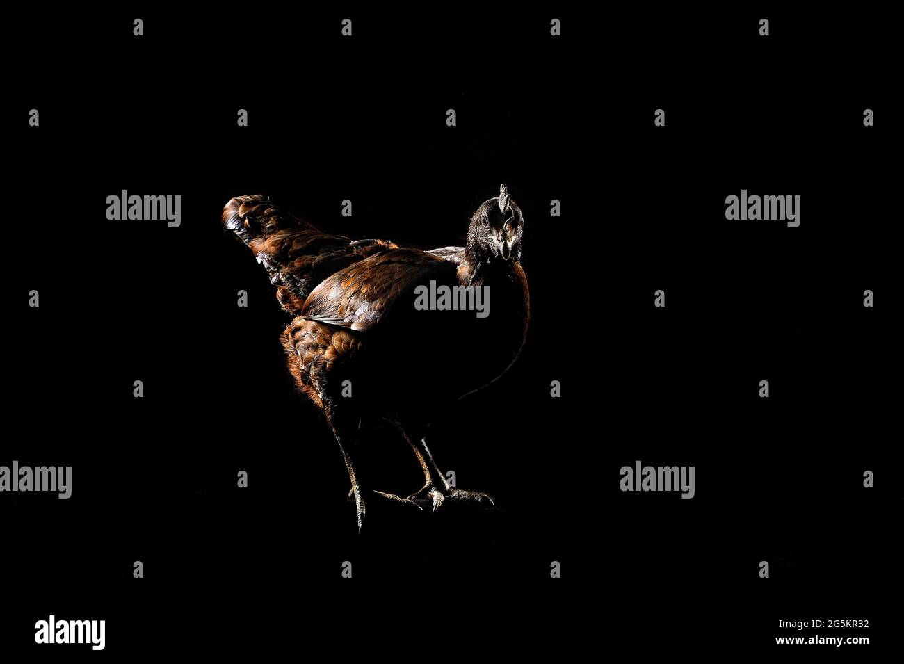 Ayam cemani immagini e fotografie stock ad alta risoluzione - Alamy