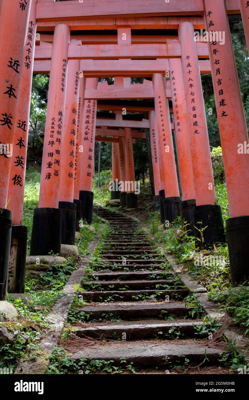 Nel giardino del tempio fushimi inari taisha immagini e fotografie ...