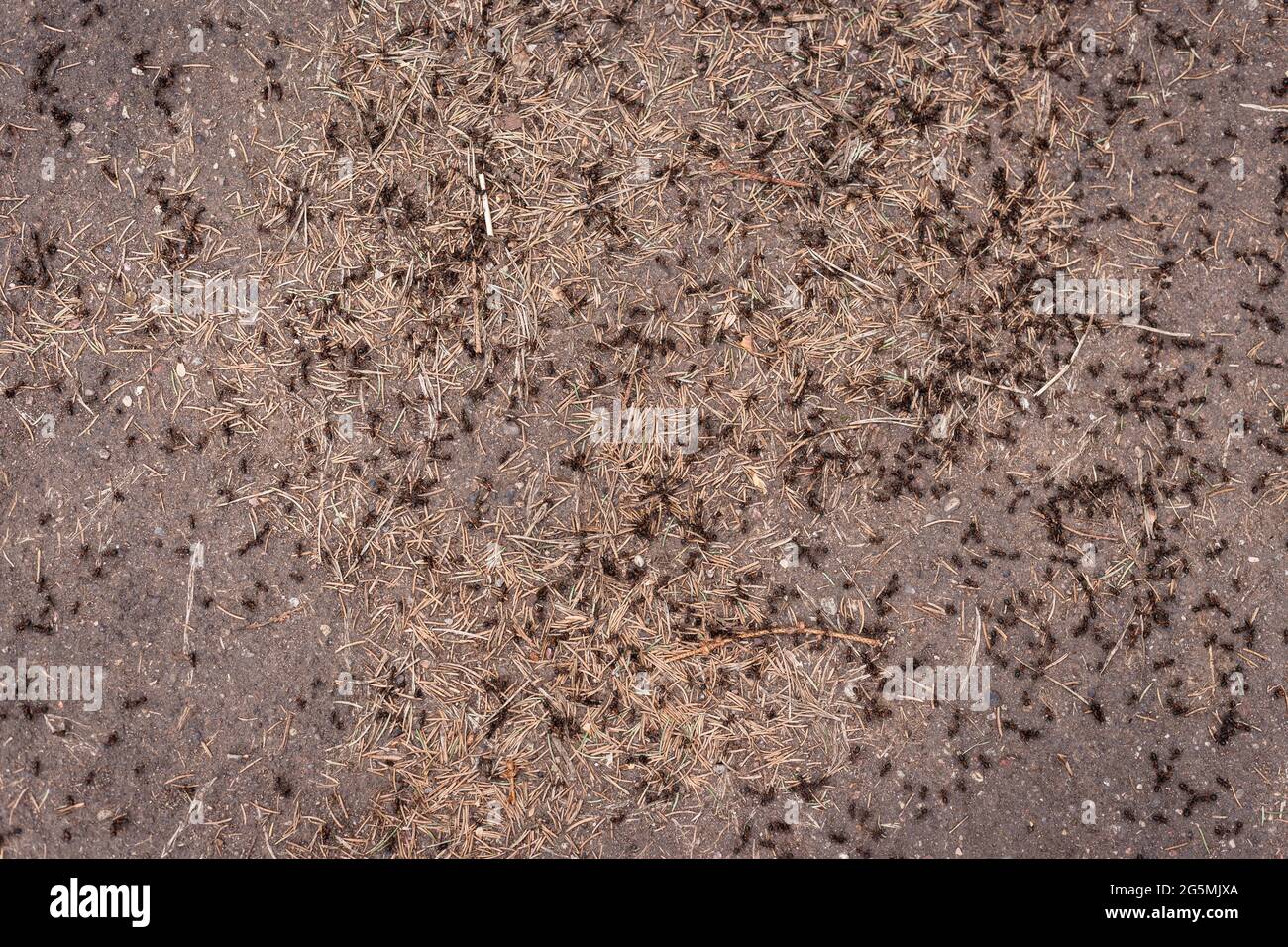 Minuscole formiche nere immagini e fotografie stock ad alta risoluzione ...