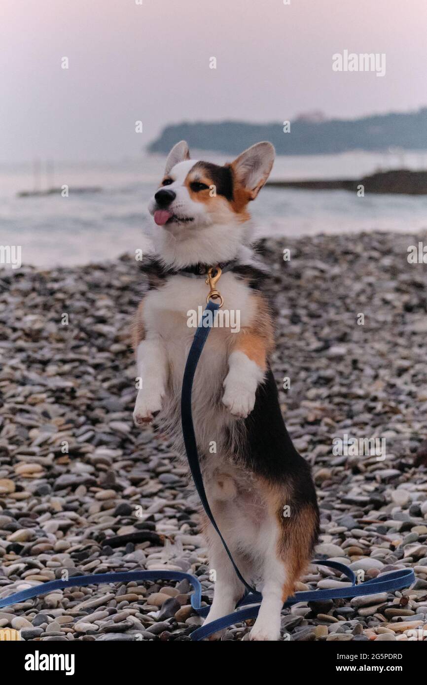 Pembroke welsh corgi sulla spiaggia immagini e fotografie stock ad alta risoluzione - Alamy