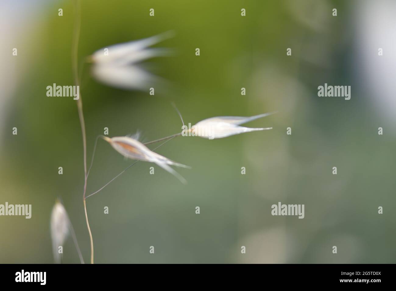 Avena selvatica immagini e fotografie stock ad alta risoluzione - Alamy
