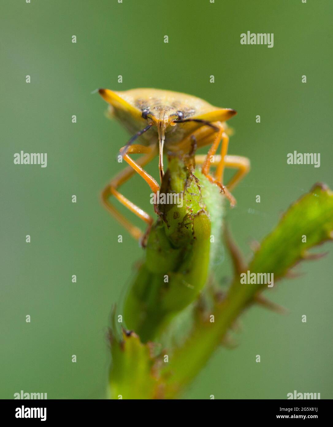 Scudo bug immagini e fotografie stock ad alta risoluzione - Alamy
