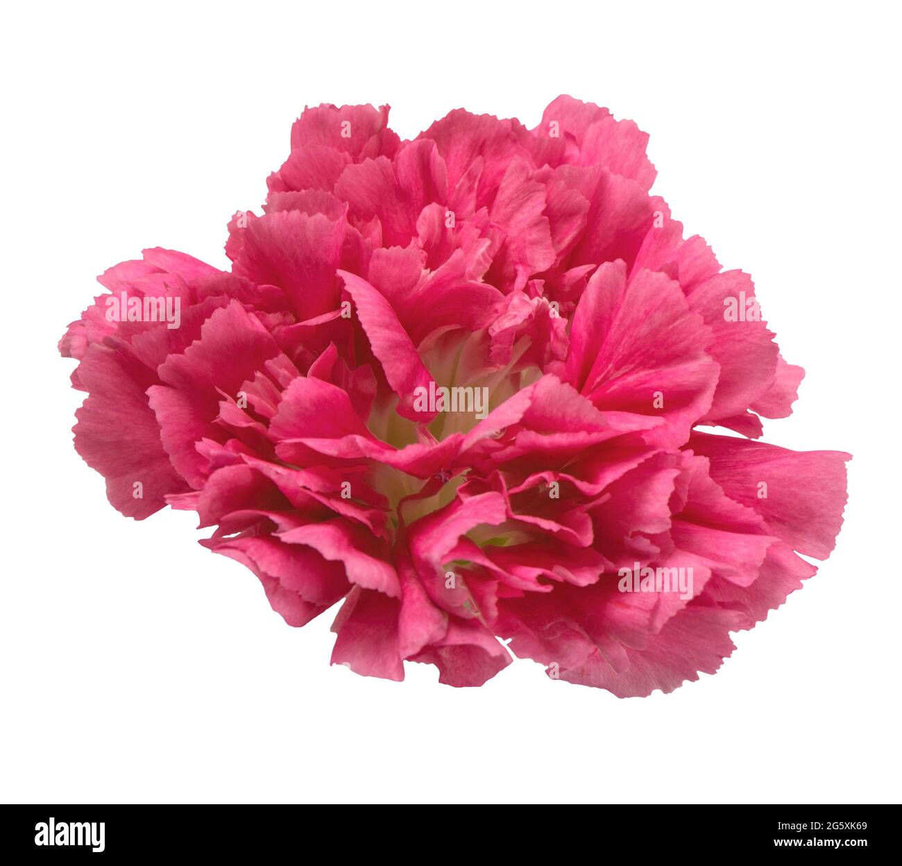 Il garofano immagini e fotografie stock ad alta risoluzione - Alamy