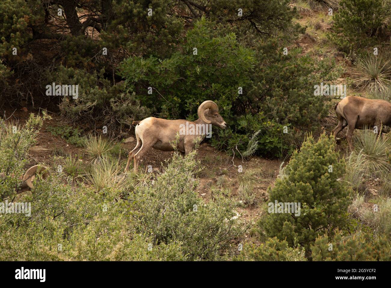 Pecore bighorn maschili immagini e fotografie stock ad alta risoluzione ...