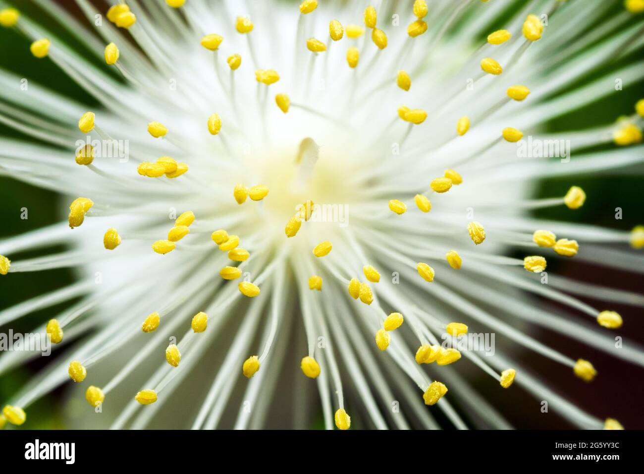 Common myrtle myrtus communis immagini e fotografie stock ad alta ...