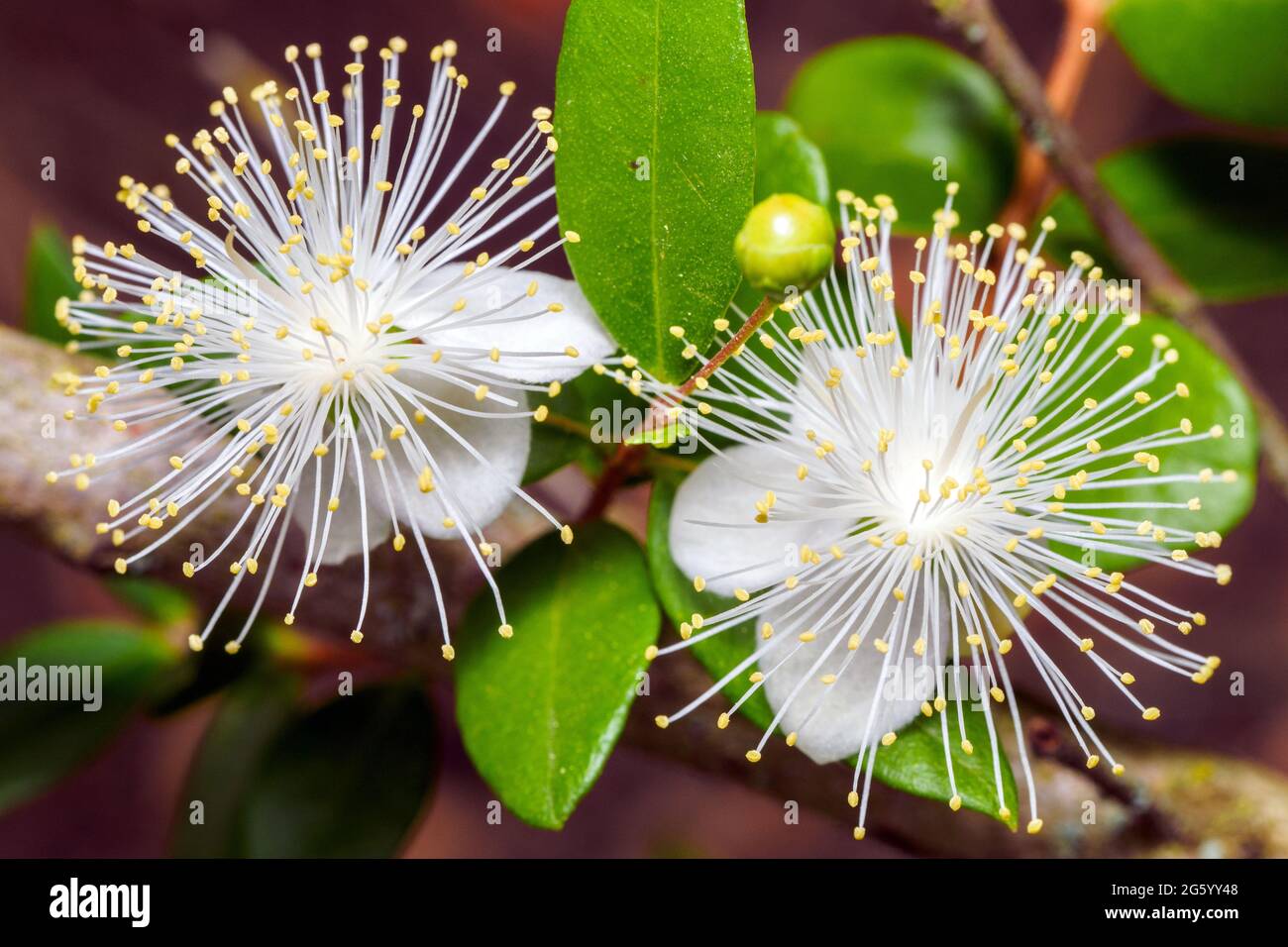 Common myrtle myrtus communis immagini e fotografie stock ad alta ...