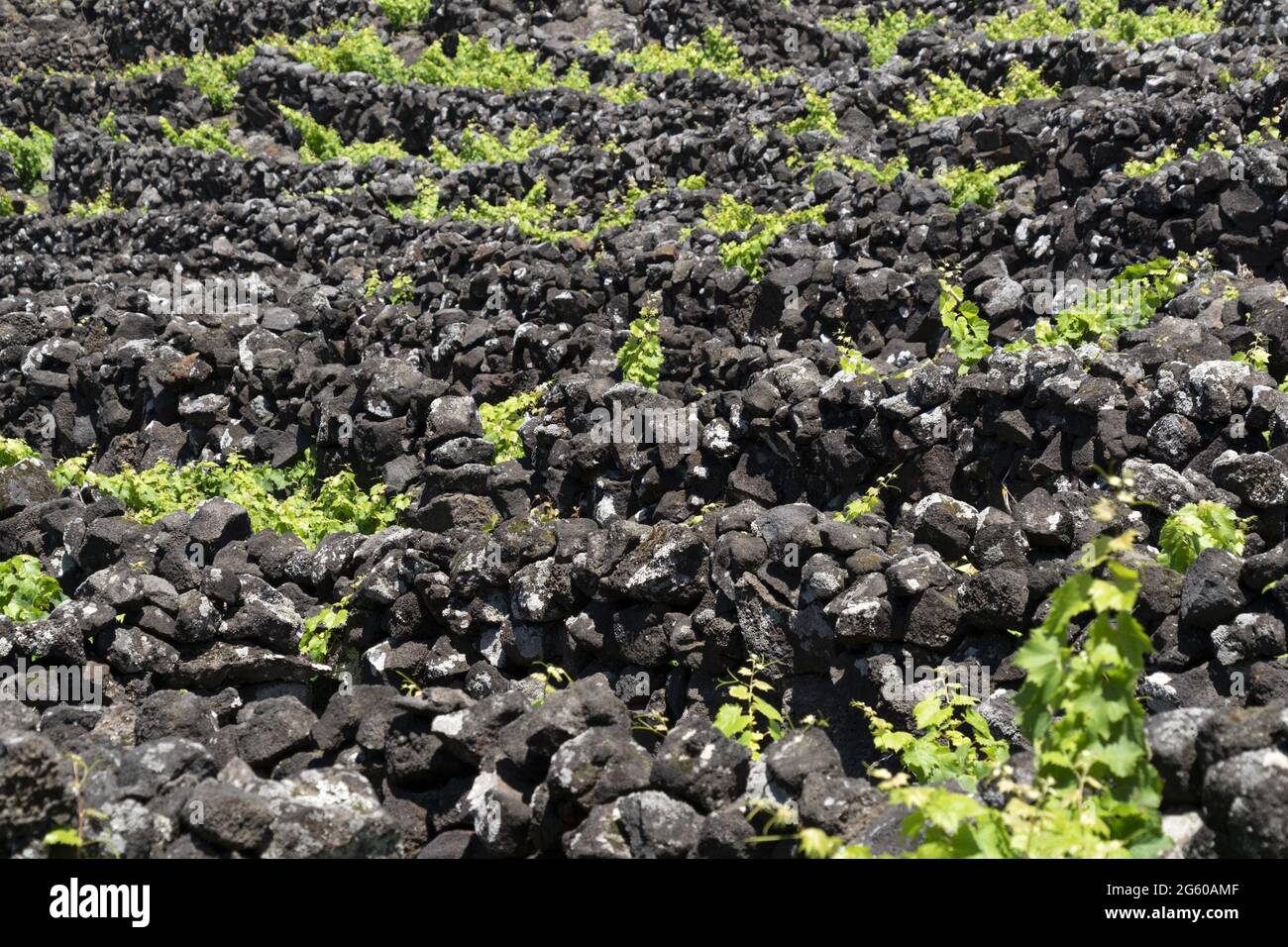 Isola di Pico Azzorre vigneto uve protette da pietra lavica vista aerea ...