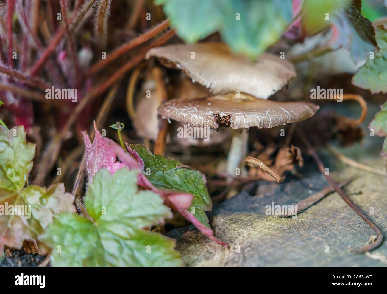 Funghi gialli funghi toadstool immagini e fotografie stock ad alta ...