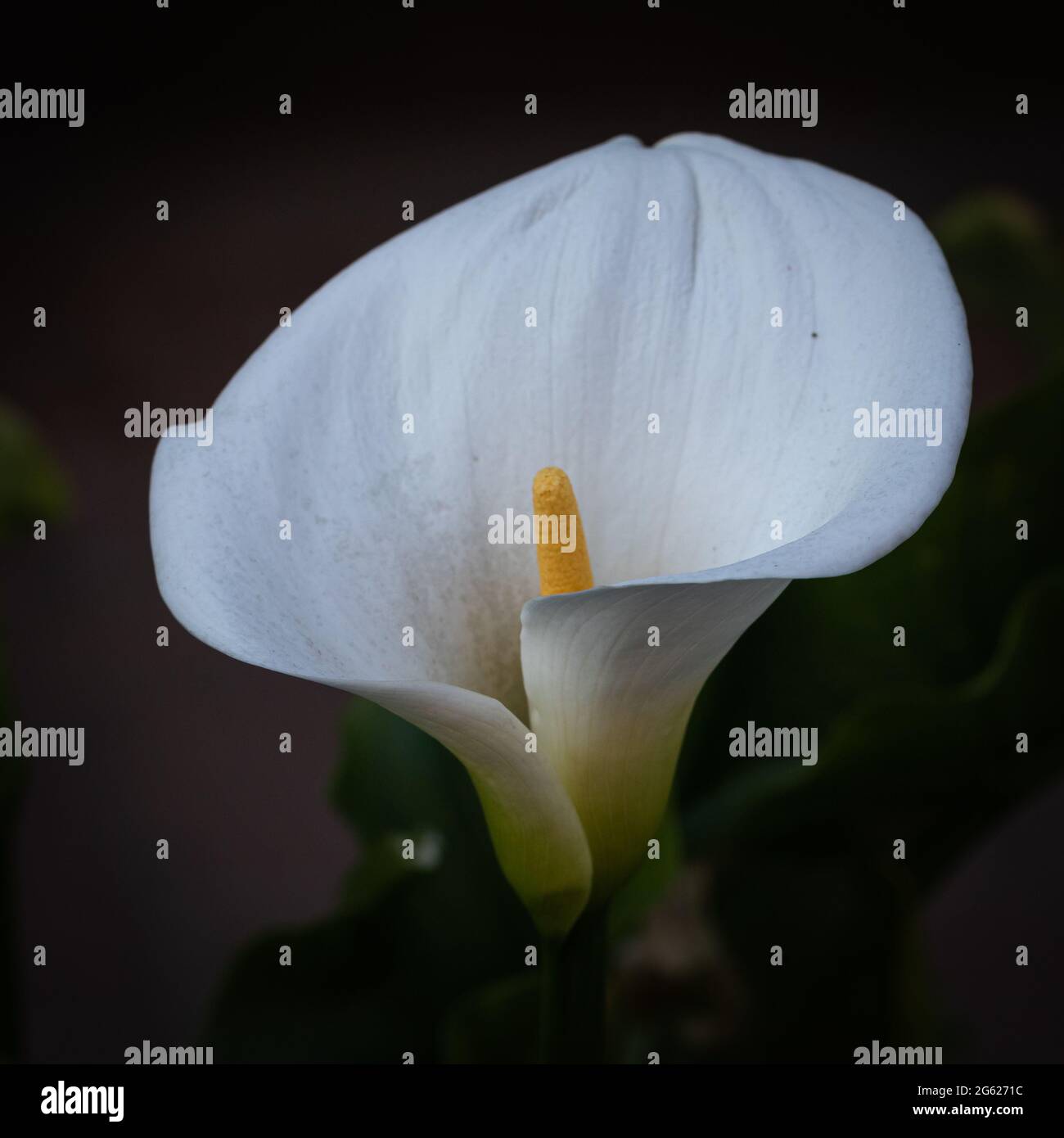 Calla singola immagini e fotografie stock ad alta risoluzione - Alamy