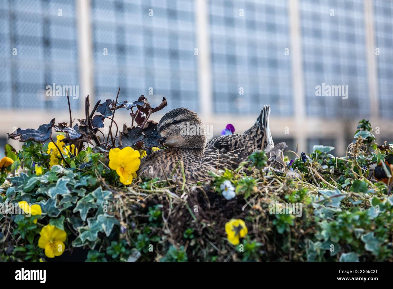 Posatoio d'anatra immagini e fotografie stock ad alta risoluzione - Alamy