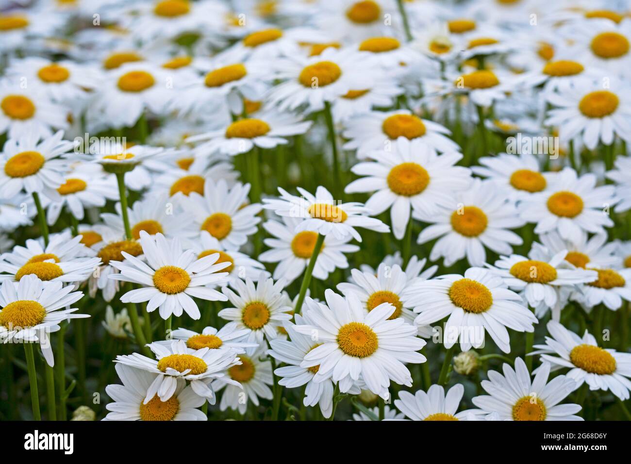 Molte margherite immagini e fotografie stock ad alta risoluzione - Alamy