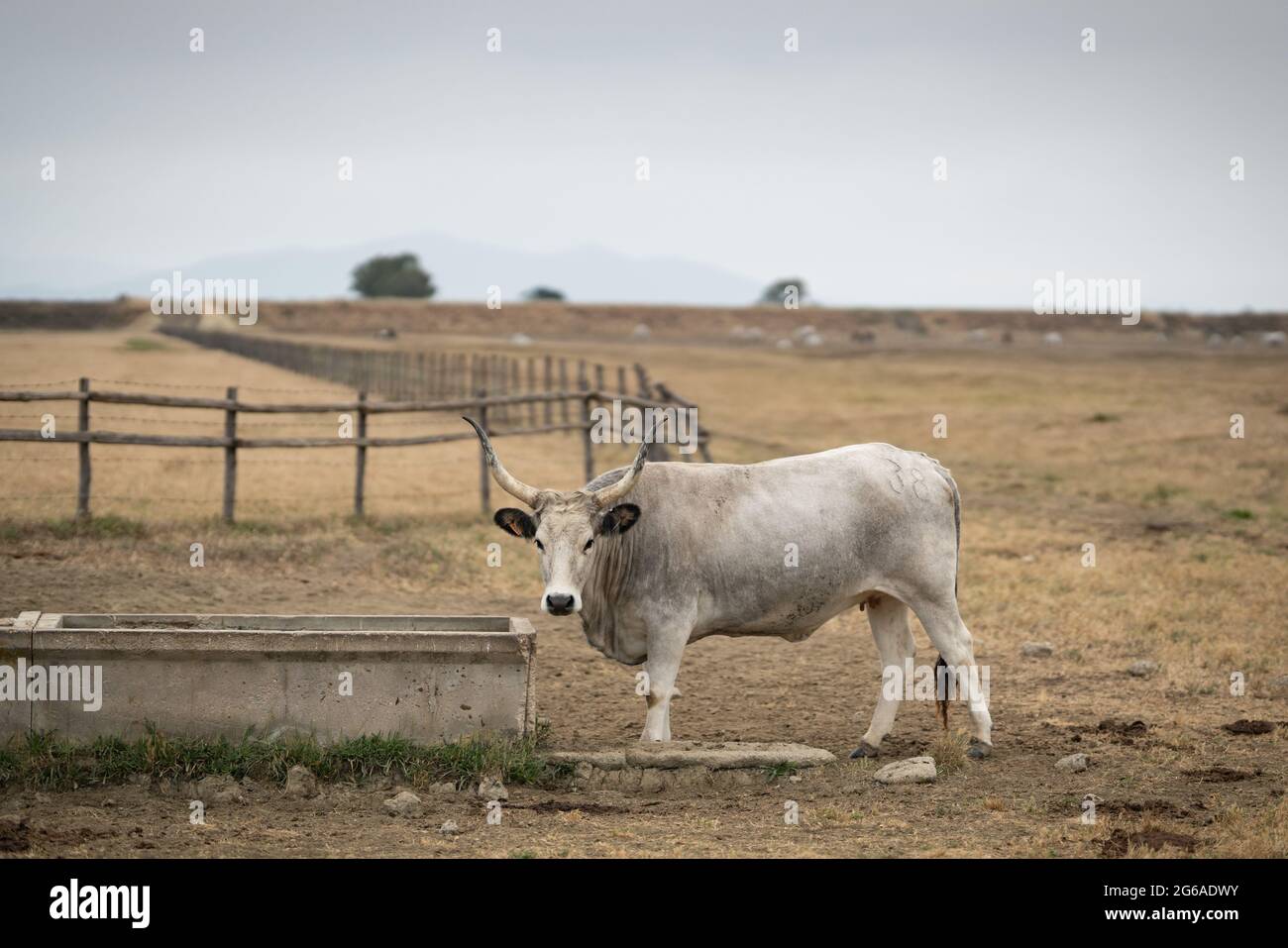 Vacca maremmana immagini e fotografie stock ad alta risoluzione - Alamy