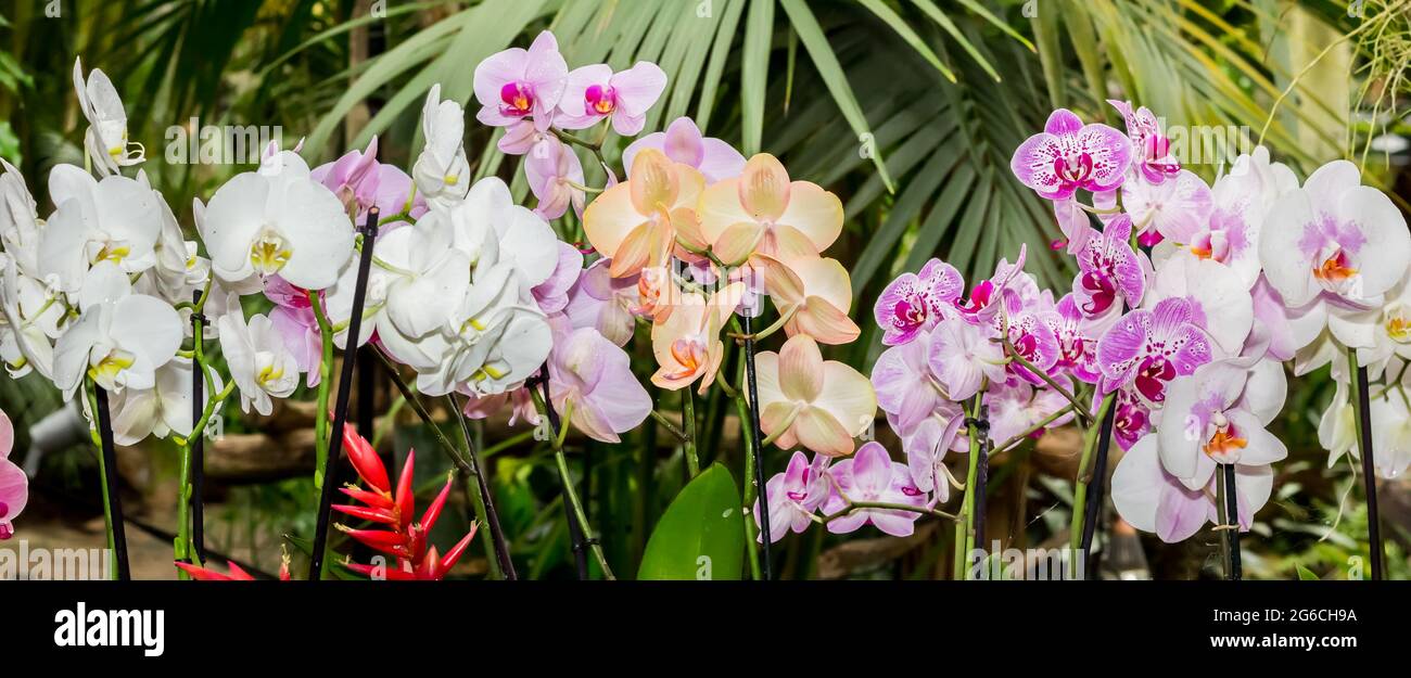 Fiori colorati di orchidee immagini e fotografie stock ad alta ...
