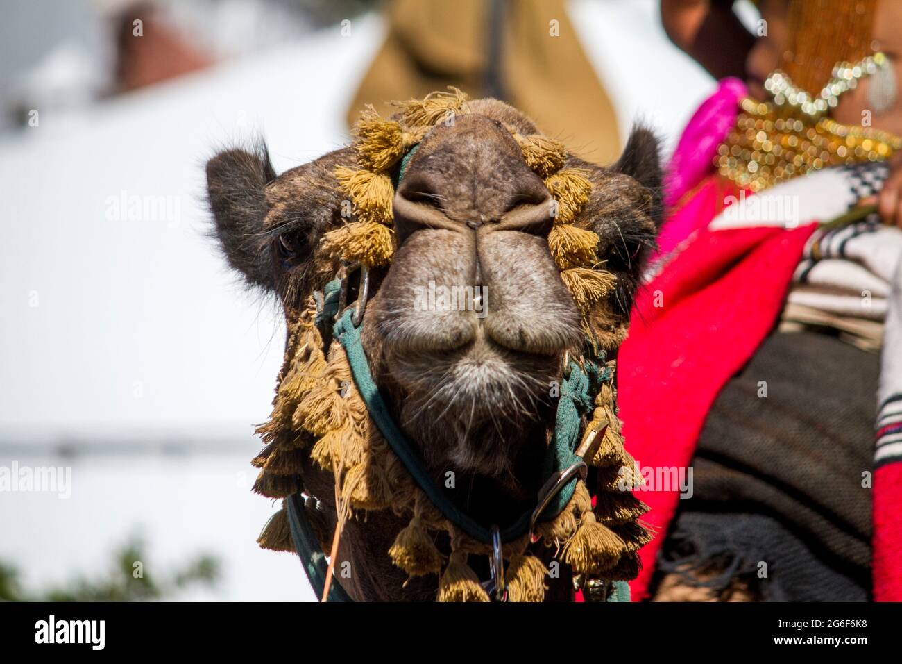 Arabo a cavallo di un cammello nel deserto immagini e fotografie stock ...