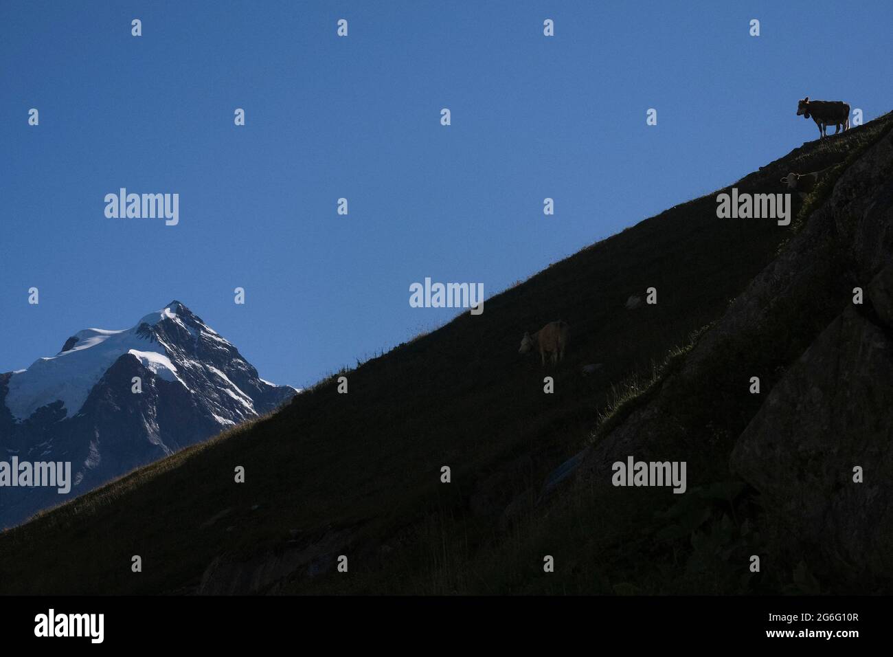Mucca su soleggiato crinale di montagna, Canton Berna, Svizzera Foto ...