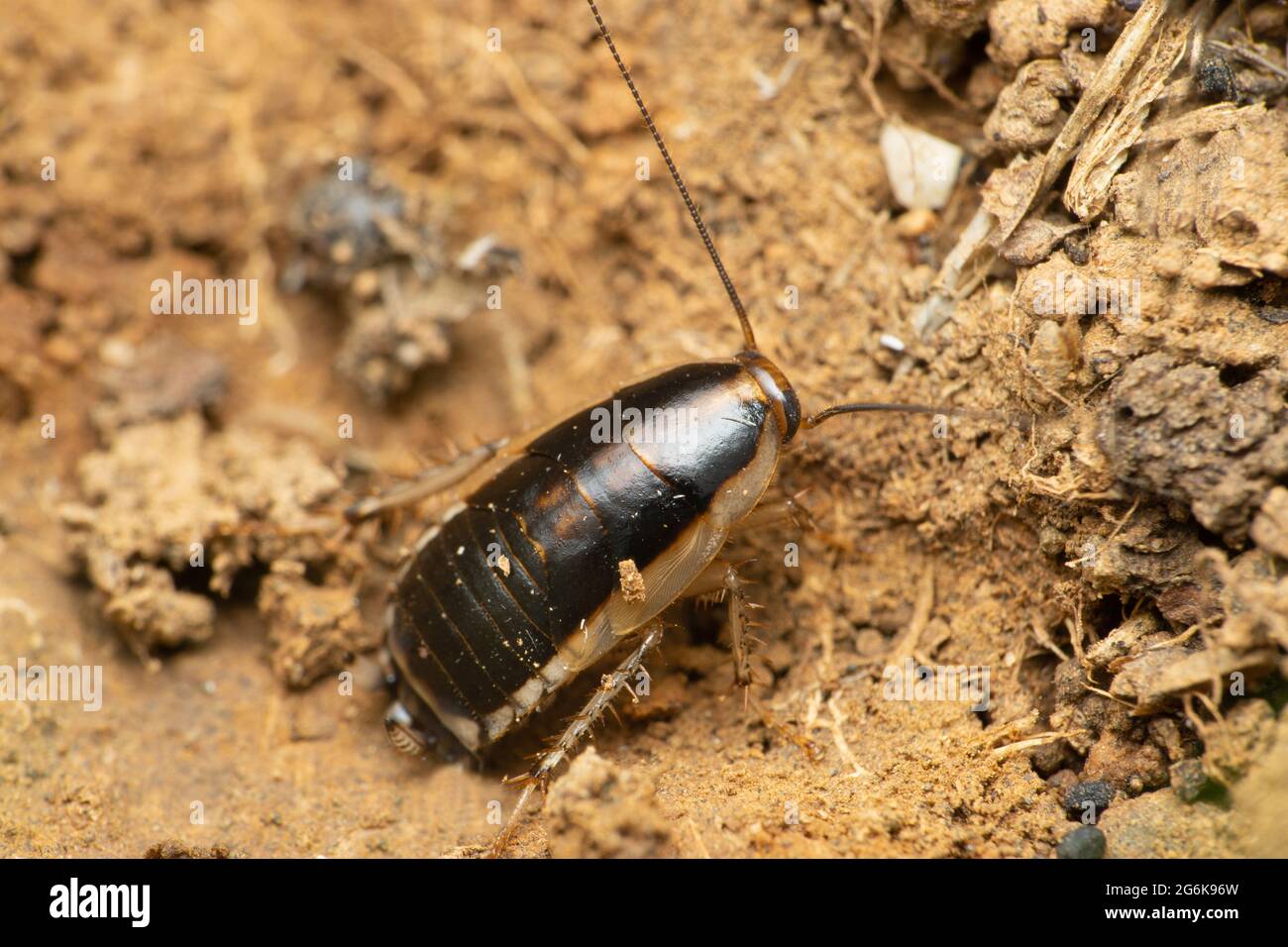 Macro scarafaggio immagini e fotografie stock ad alta risoluzione - Alamy