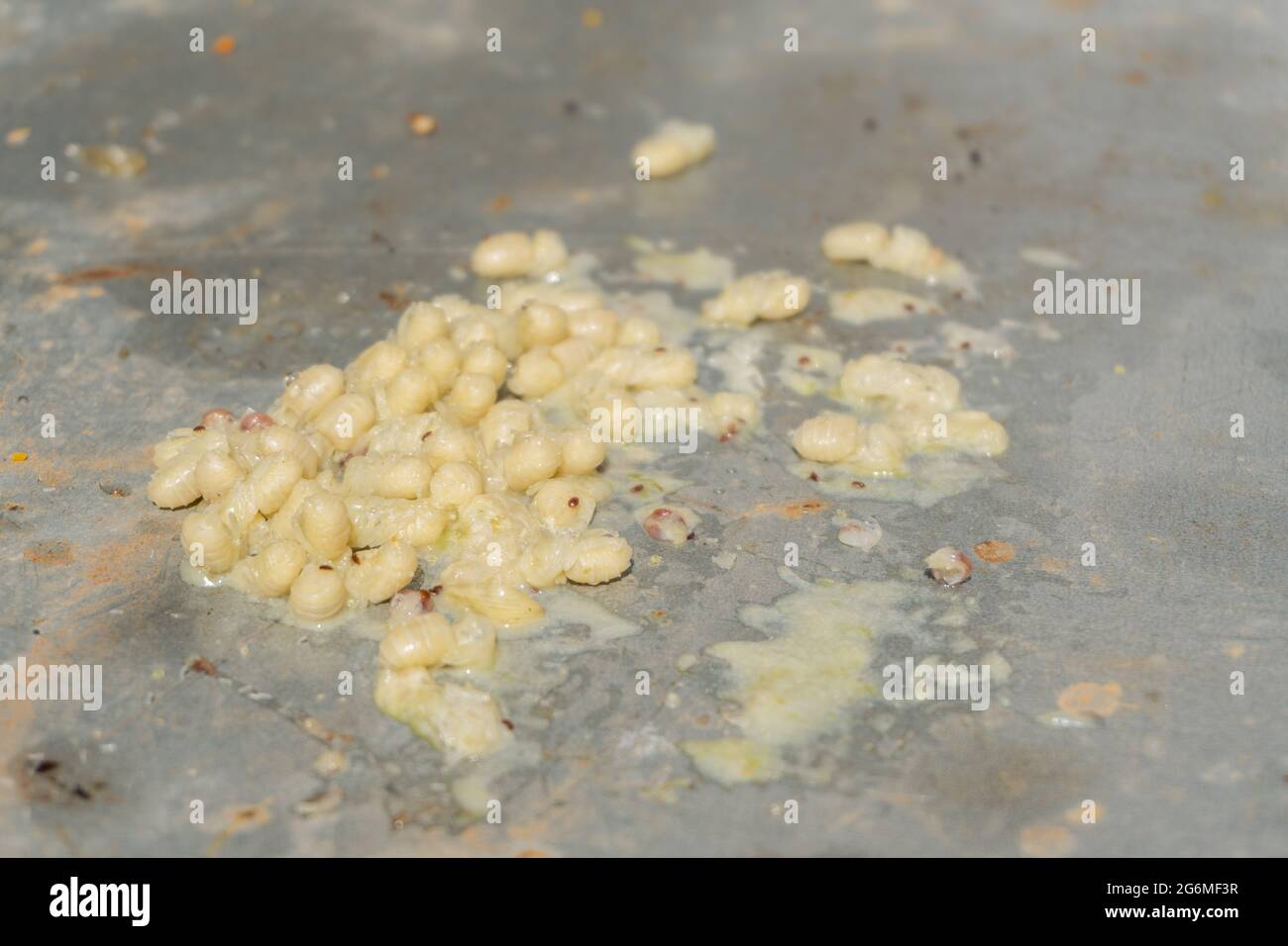 Uova a nido d'ape immagini e fotografie stock ad alta risoluzione - Alamy