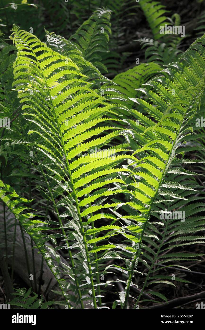 Pianta di felce verticale immagini e fotografie stock ad alta ...