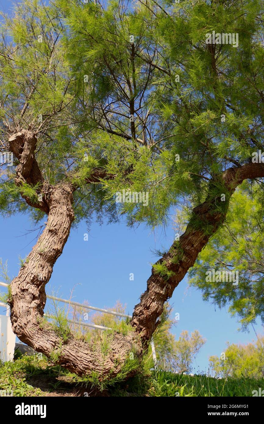 Albero di tamerici immagini e fotografie stock ad alta risoluzione - Alamy