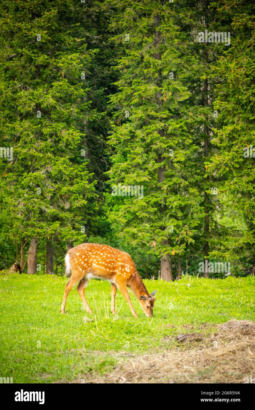 Disegno del branco di renne selvatiche immagini e fotografie stock ad ...