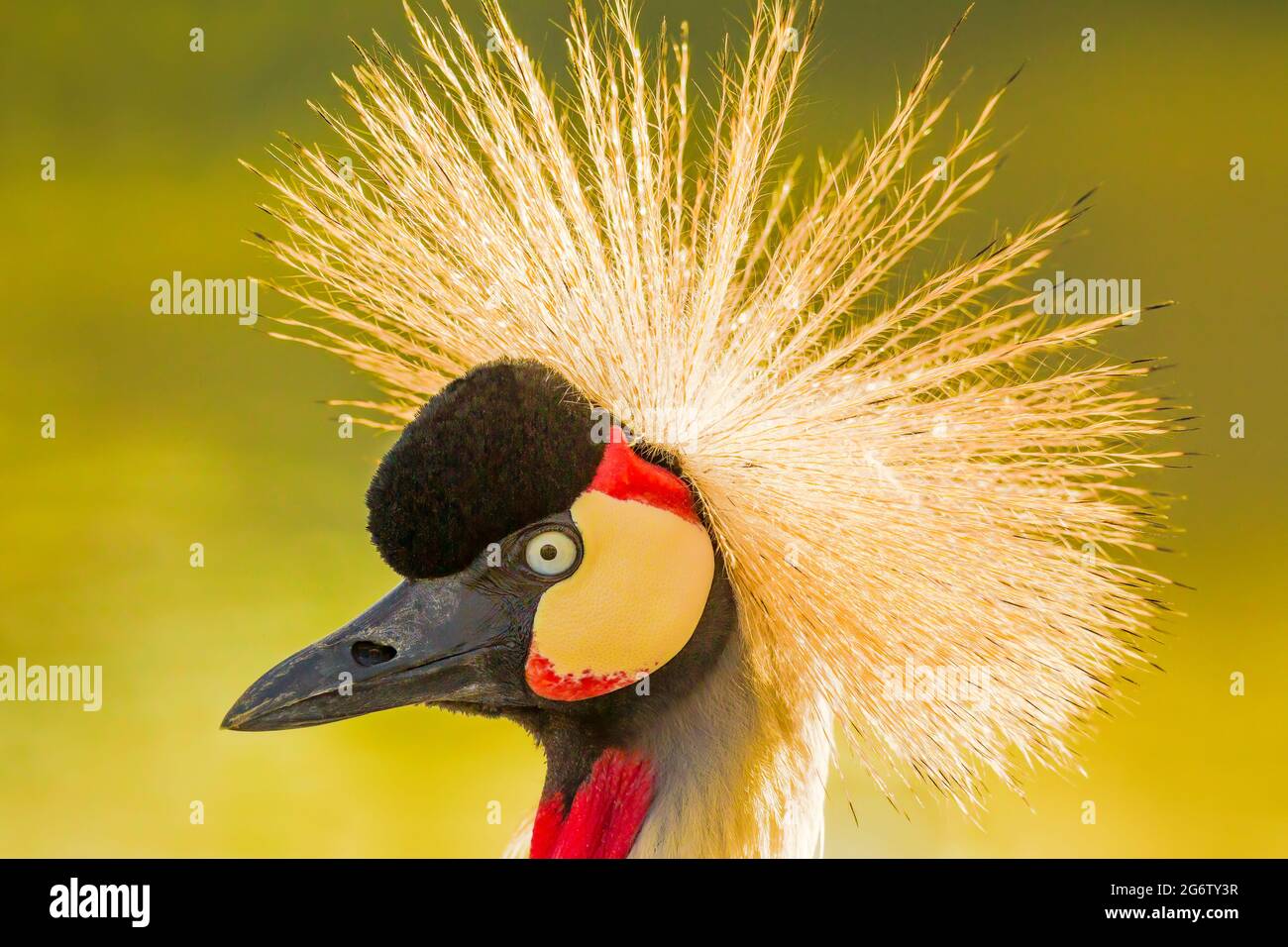 Gru crestata dell'africa orientale immagini e fotografie stock ad alta ...