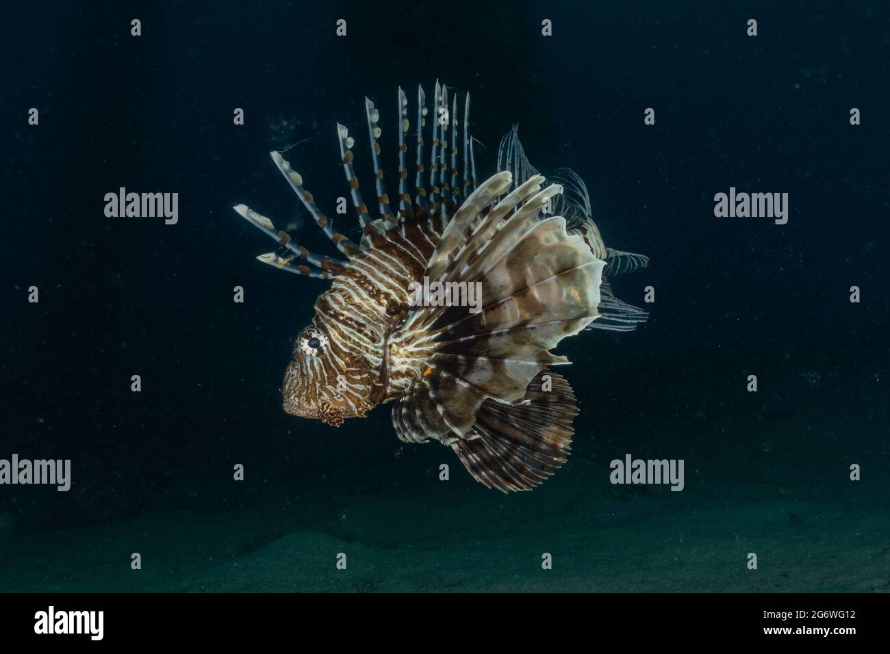 Pesce Leone Del Mar Rosso Immagini e Fotos Stock - Alamy